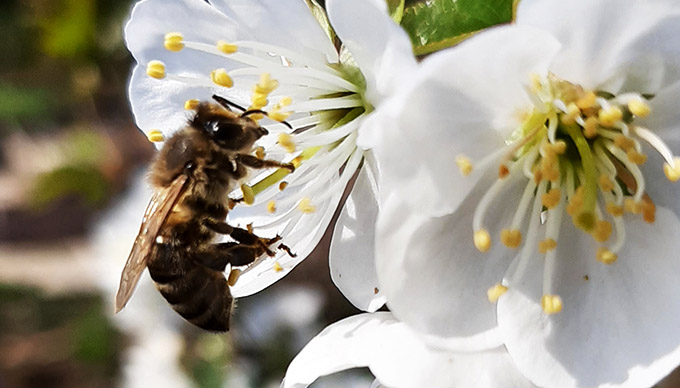 6 tanulságos videó, a méhek csodálatos világáról - Moksha.hu